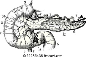 Free art print of Duodenum. Brunner?s glands. Brunner glands of the ...