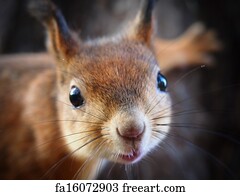Free Squirrel Art Prints and Artwork | FreeArt