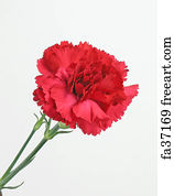 Free art print of Carnation by Alphonse Mucha | FreeArt | fan29360010