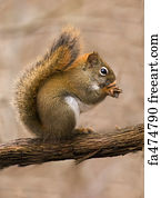 Free Squirrel Art Prints and Artwork | FreeArt