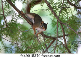 Free Squirrel Art Prints and Artwork | FreeArt