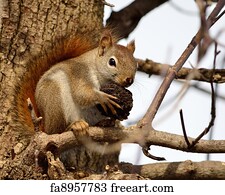 Free Squirrel Art Prints and Artwork | FreeArt