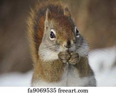 Free Squirrel Art Prints and Artwork | FreeArt
