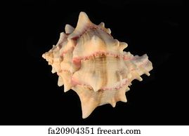 Free art print of Nautilus shell on black background. A perfect and ...