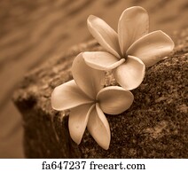 Free Sepia Art Prints and Artworks | FreeArt