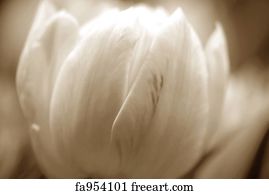 Free Sepia Art Prints and Artworks | FreeArt