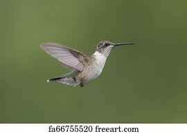 Free art print of Ruby-throated Hummingbird In Flight. Juvenile Male ...