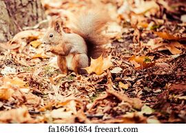 Free Squirrel Art Prints and Artwork | FreeArt