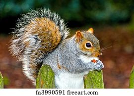 Free Squirrel Art Prints and Artwork | FreeArt
