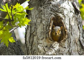 Free Squirrel Art Prints and Artwork | FreeArt