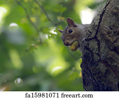 Free Squirrel Art Prints and Artwork | FreeArt