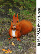 Free Squirrel Art Prints and Artwork | FreeArt