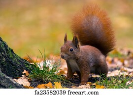 Free Squirrel Art Prints and Artwork | FreeArt
