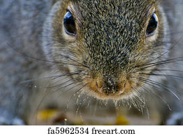 Free Squirrel Art Prints and Artwork | FreeArt