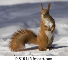 Free Squirrel Art Prints and Artwork | FreeArt