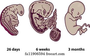Free art print of Stages of human maturation vector illustration ...