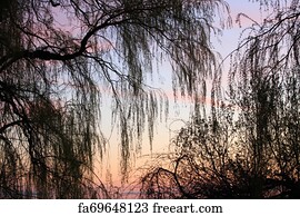 Free art print of Willows at Sunset by Vincent Van Gogh | FreeArt ...