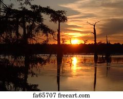 Free Swamps Art Prints and Artworks | FreeArt