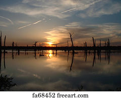 Free Swamps Art Prints and Artworks | FreeArt