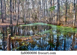 Free Swamps Art Prints and Artworks | FreeArt