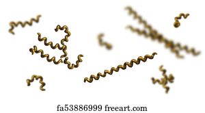 Free art print of Syphilis bacteria Treponema pallidum. Treponema ...