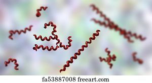 Free Spirochetes Bacteria That Cause Syphilis Art Prints and Artworks ...