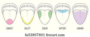 Free art print of Human tongue basic taste areas. Smack map in mouth ...