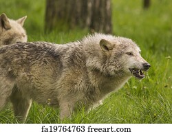 Free art print of Three Eastern Timber Wolves Pack. A small pack of ...