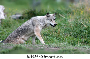 Free art print of Three Eastern Timber Wolves Pack. A small pack of ...