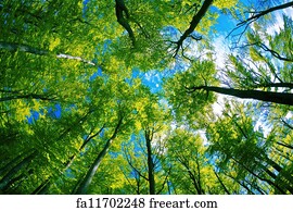 Free Tree Art Prints and Artworks | FreeArt