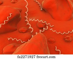 Free art print of Syphilis bacteria Treponema pallidum. Treponema ...