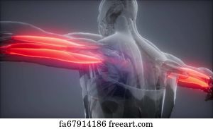 Free art print of Triceps - Visible muscle anatomy map | FreeArt ...