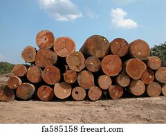 Free Freshly Cut Selangan Batu Logs In Tawau Art Prints and Artworks ...