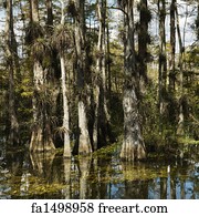 Free Swamps Art Prints and Artworks | FreeArt