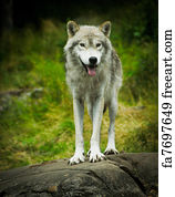 Free art print of Three Eastern Timber Wolves Pack. A small pack of ...