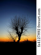 Free art print of Willows at Sunset by Vincent Van Gogh | FreeArt ...