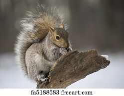 Free Squirrel Art Prints and Artwork | FreeArt