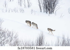 Free art print of Three Eastern Timber Wolves Pack. A small pack of ...