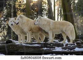 Free art print of Three Eastern Timber Wolves Pack. A small pack of ...