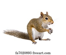 Free Squirrel Art Prints and Artwork | FreeArt